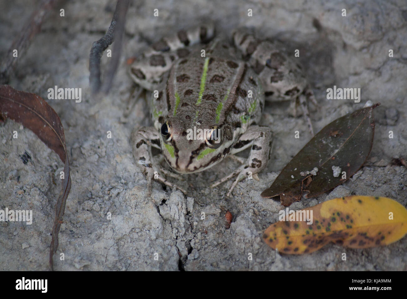 Frog in the sand Stock Photo - Alamy