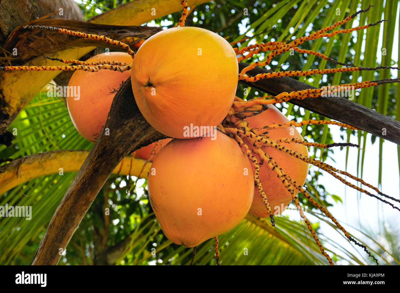 royal coconuts on a background of palm leaf Stock Photo - Alamy