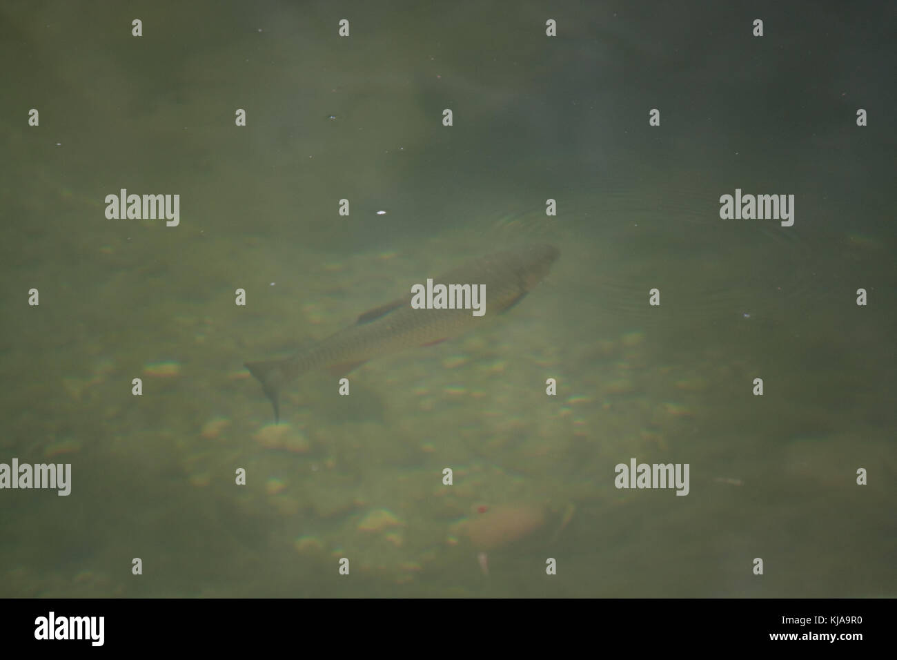 Fish in the river Stock Photo - Alamy