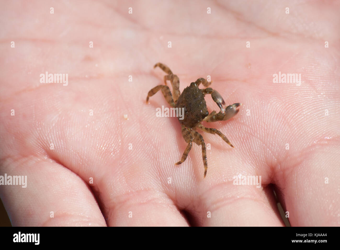 The Smallest Crab In The World