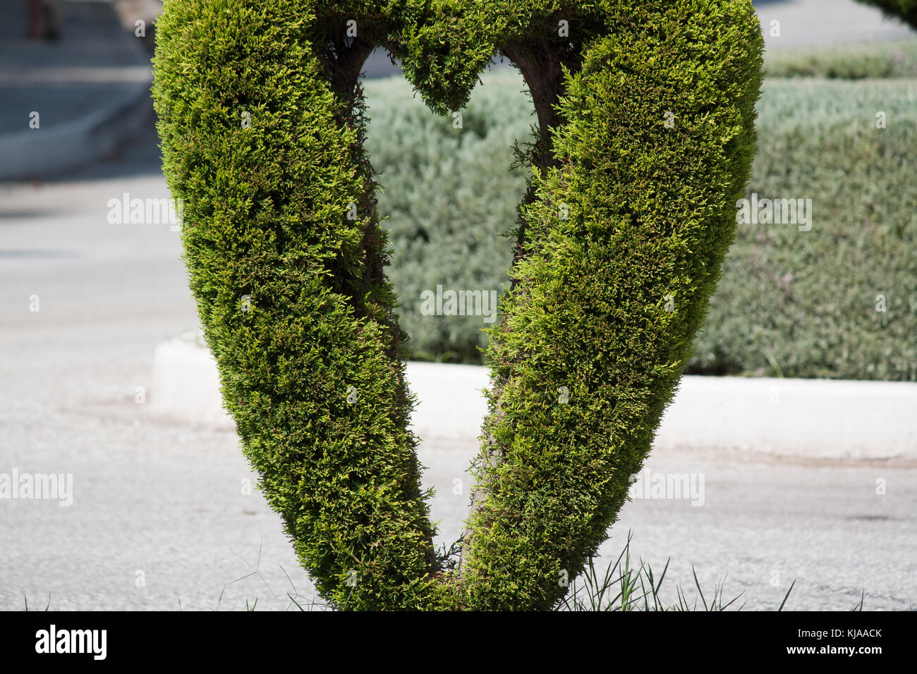 Boxwood in a park thasos Stock Photo - Alamy