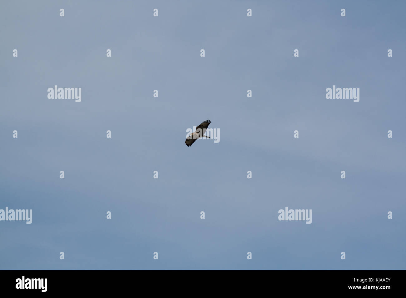 Eagle in flight Stock Photo - Alamy
