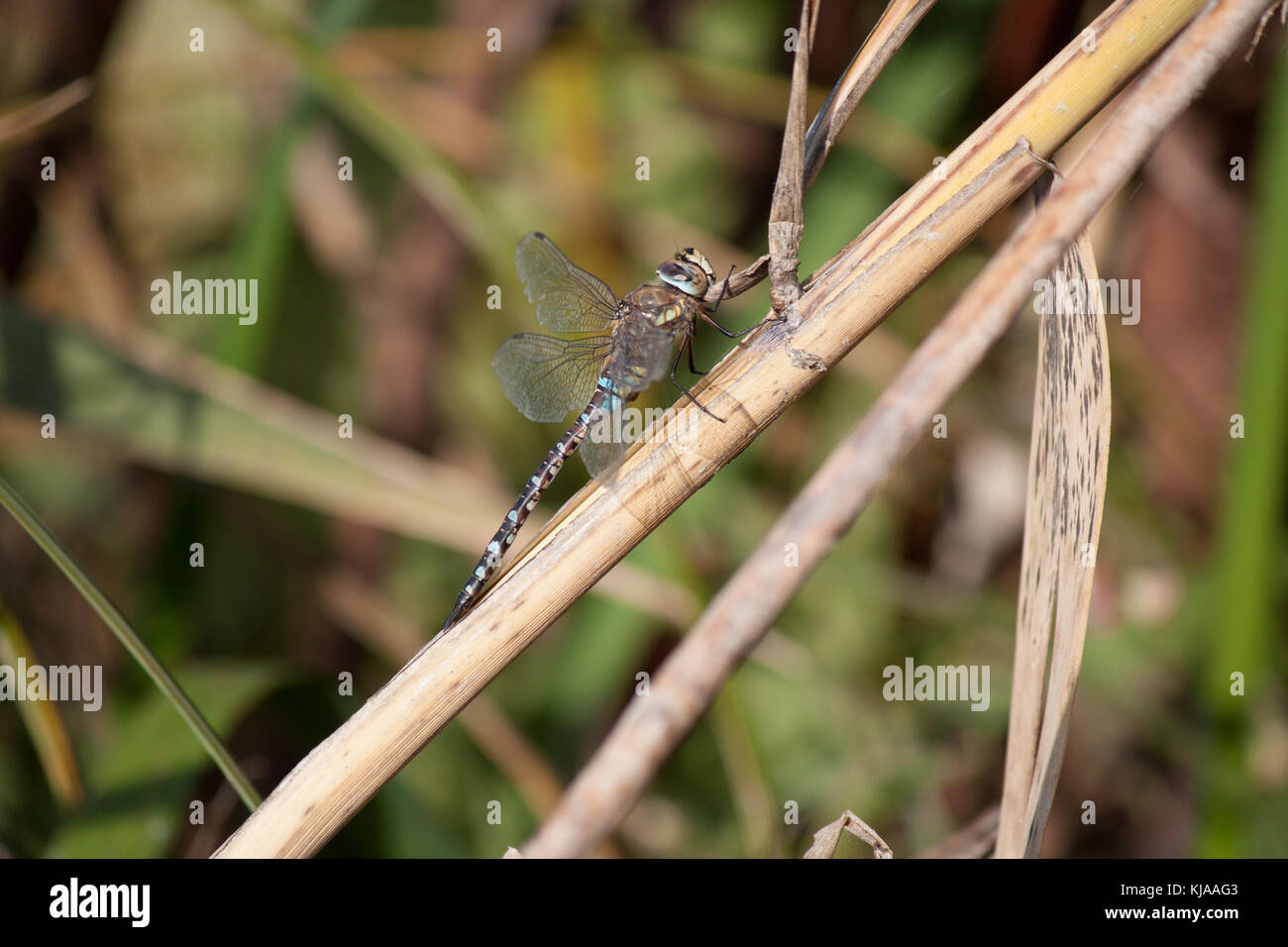 Dragonfly on a channel Stock Photo - Alamy