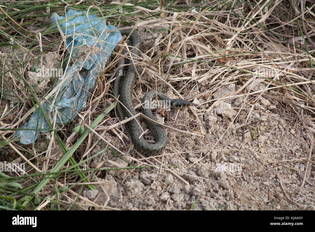 Copperhead snake camouflage hi-res stock photography and images - Alamy
