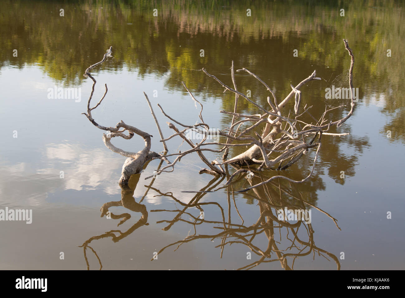 Branches in the water on the river Stock Photo - Alamy