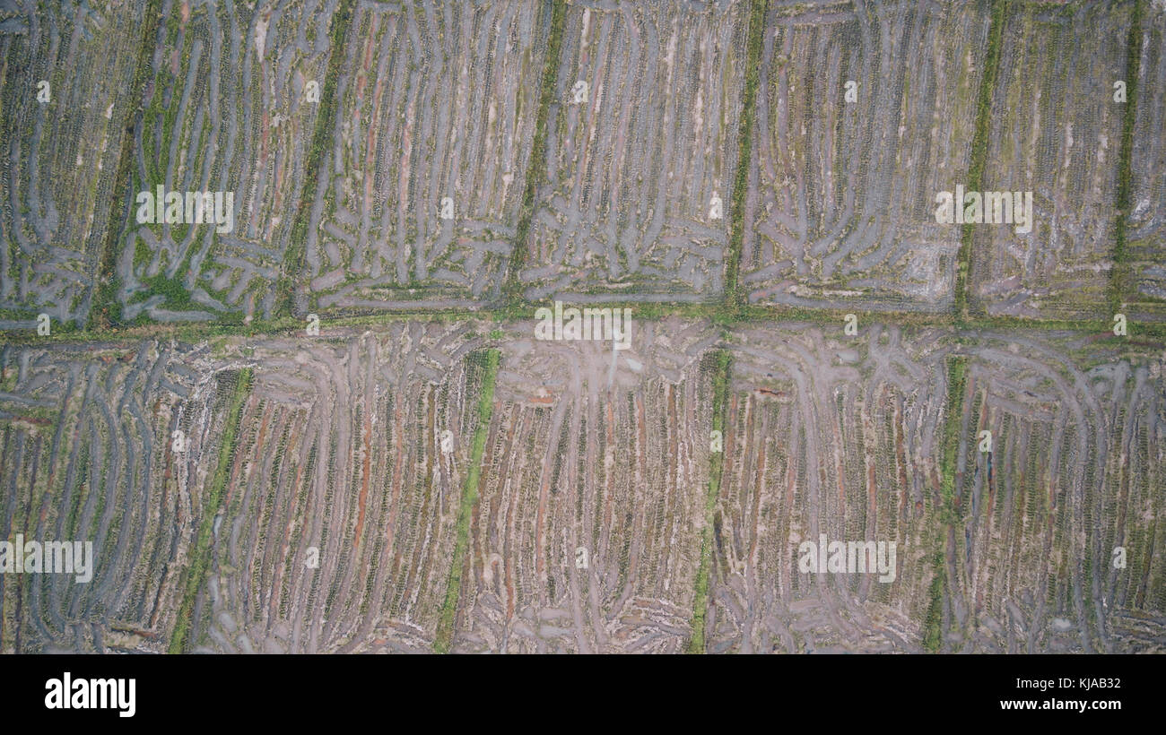 Drone photograph of rice fields in an asian country Stock Photo - Alamy