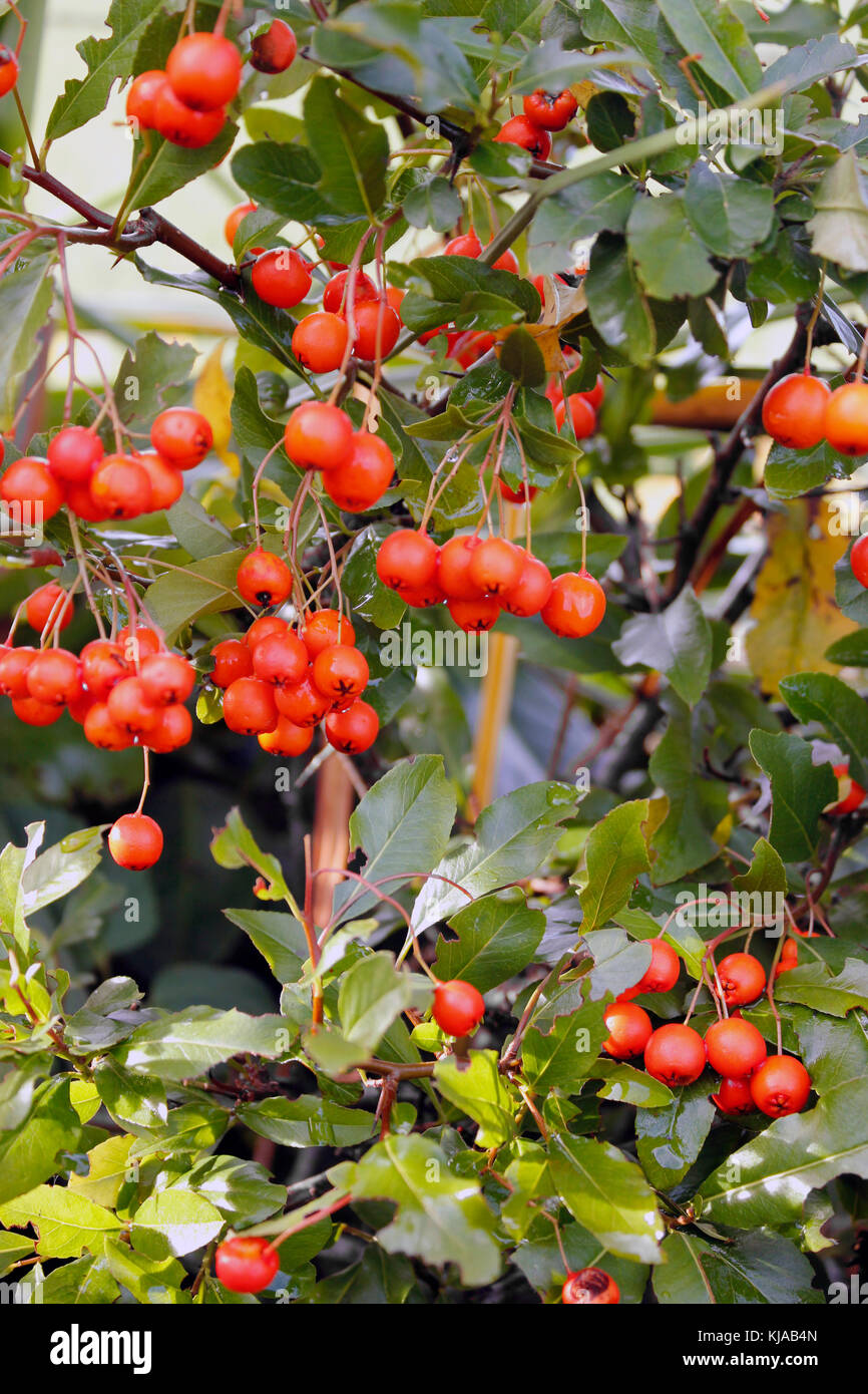 Pyrancantha Cadrow 'Red Column' Firethorn shrub Stock Photo - Alamy