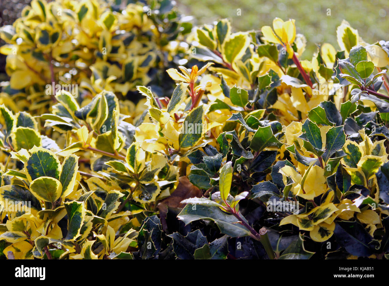 Variegated holly ilex aquifolium hi-res stock photography and images ...