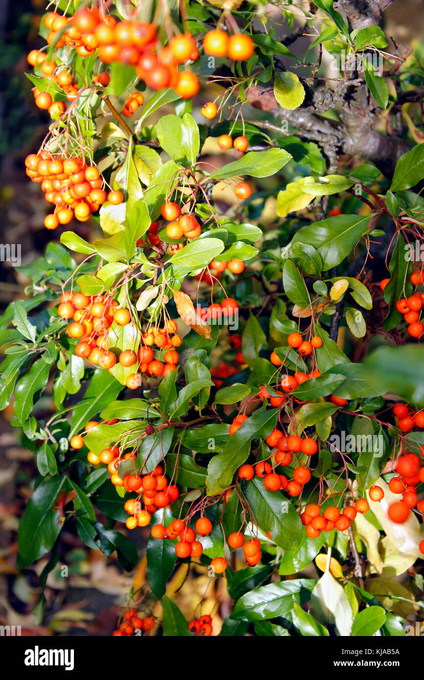 Pyrancantha Cadrow 'Red Column' Firethorn shrub Stock Photo - Alamy