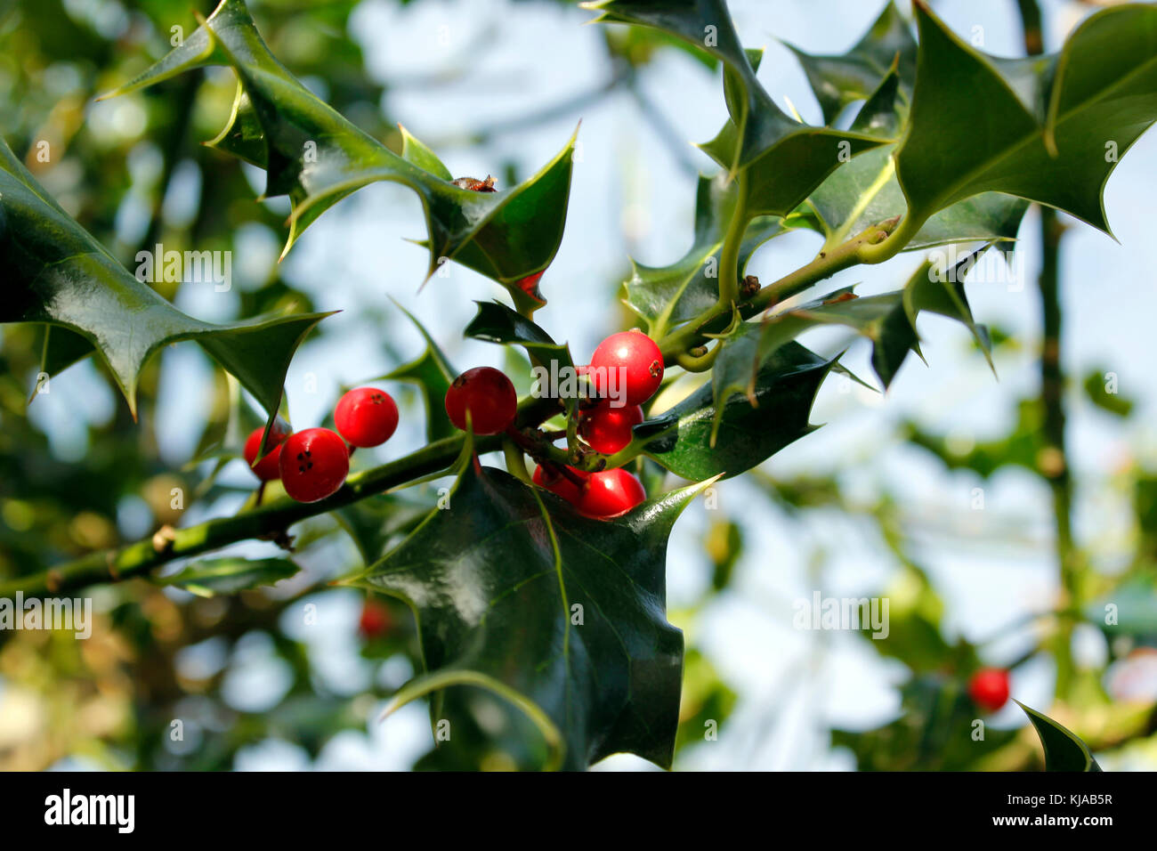 Ilex aquifolium - English holly branch with bright red berries Stock ...