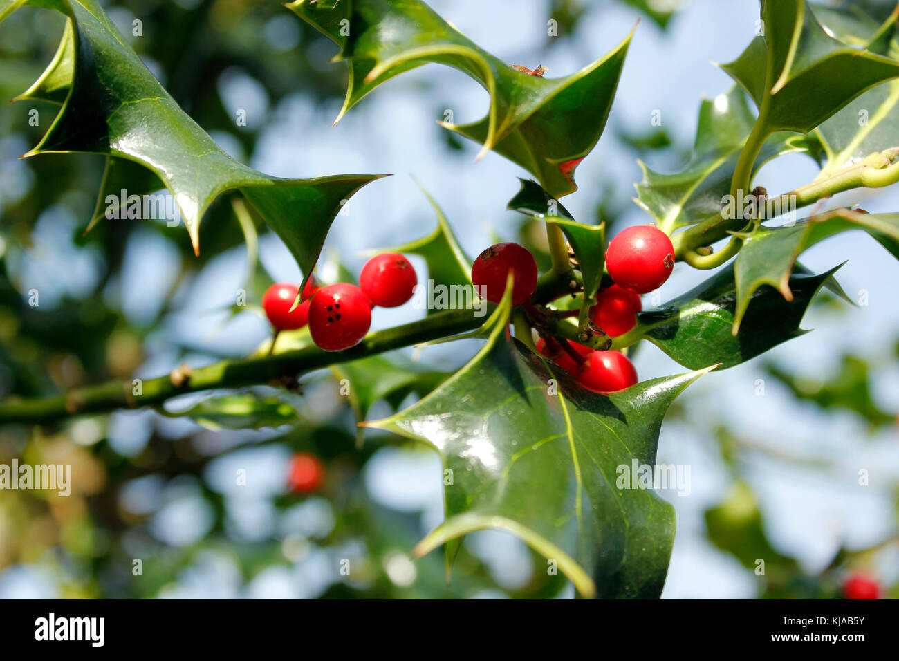 Ilex aquifolium - English holly branch with bright red berries Stock ...
