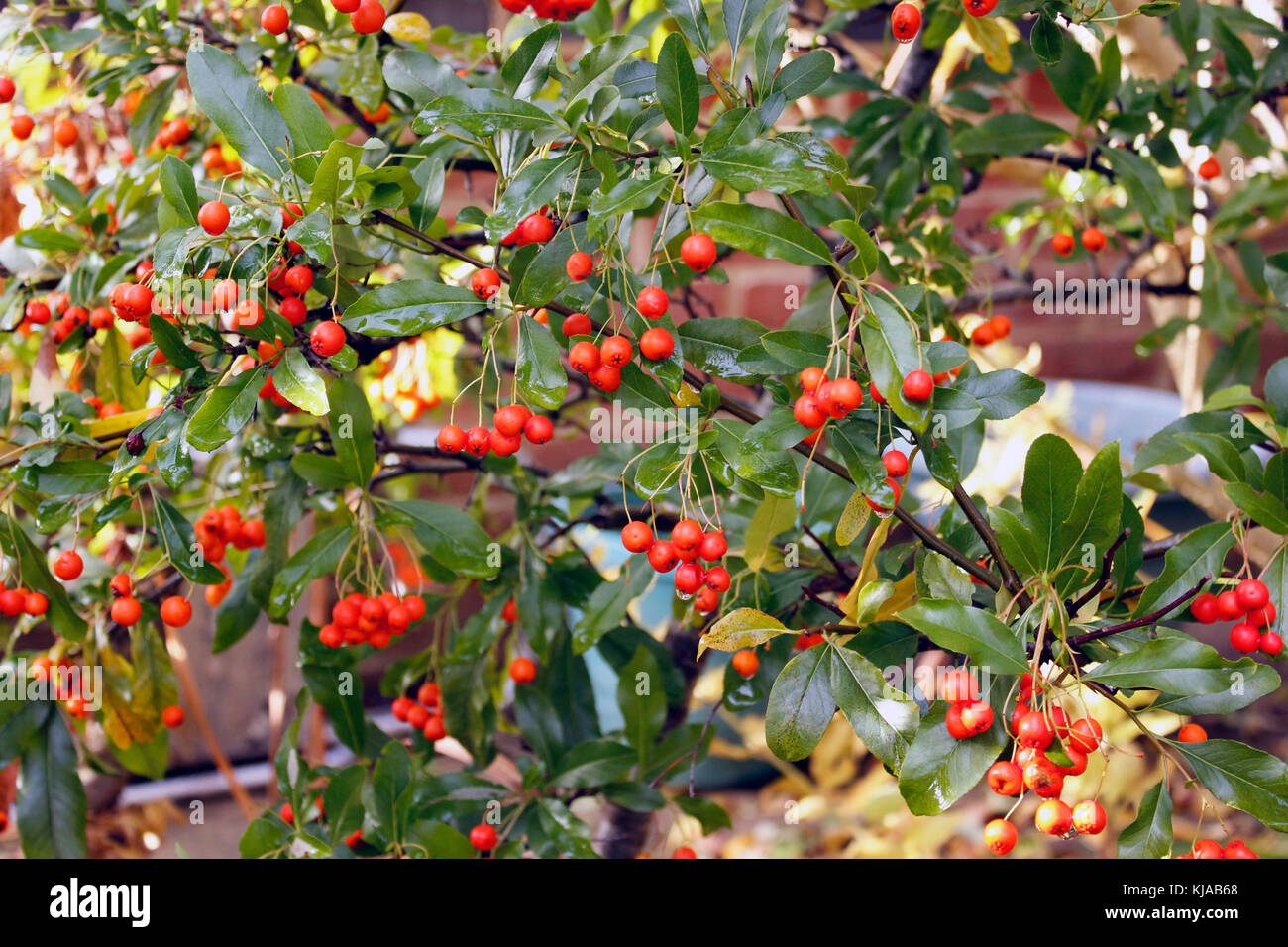 Pyrancantha Cadrow 'Red Column' Firethorn shrub Stock Photo - Alamy