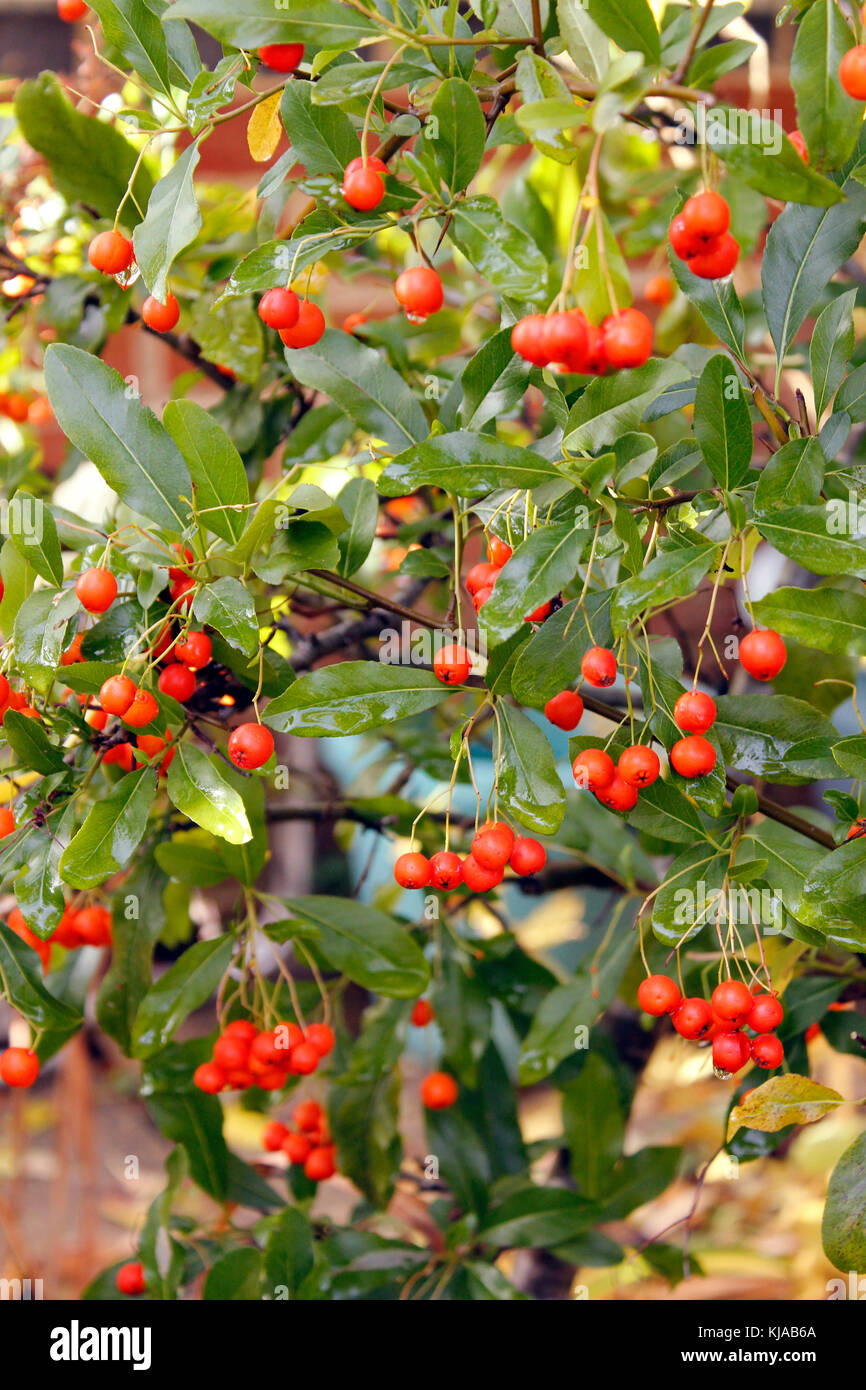 Pyrancantha Cadrow 'Red Column' Firethorn shrub Stock Photo - Alamy