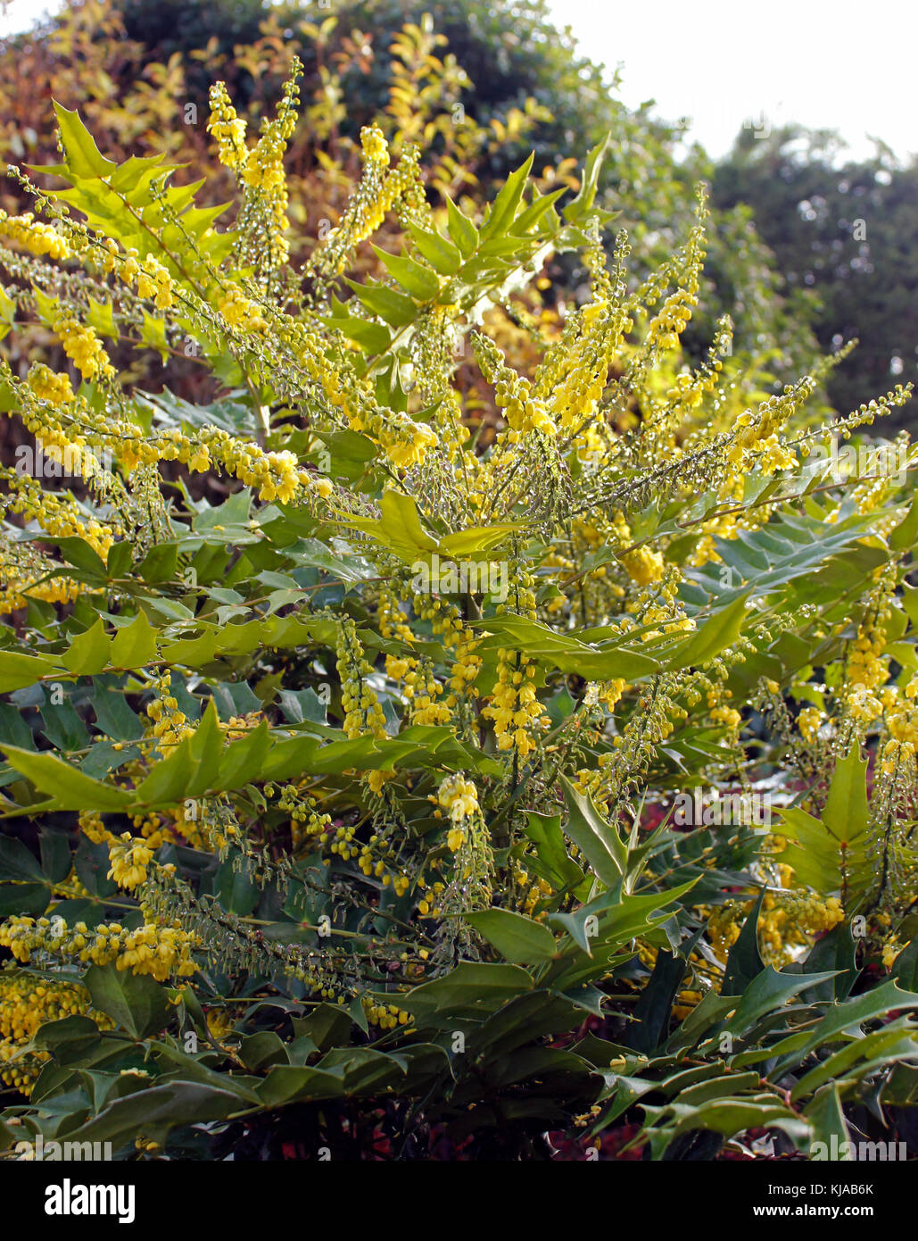 Mahonia x Charity upright fragrant yellow flowers Stock Photo - Alamy