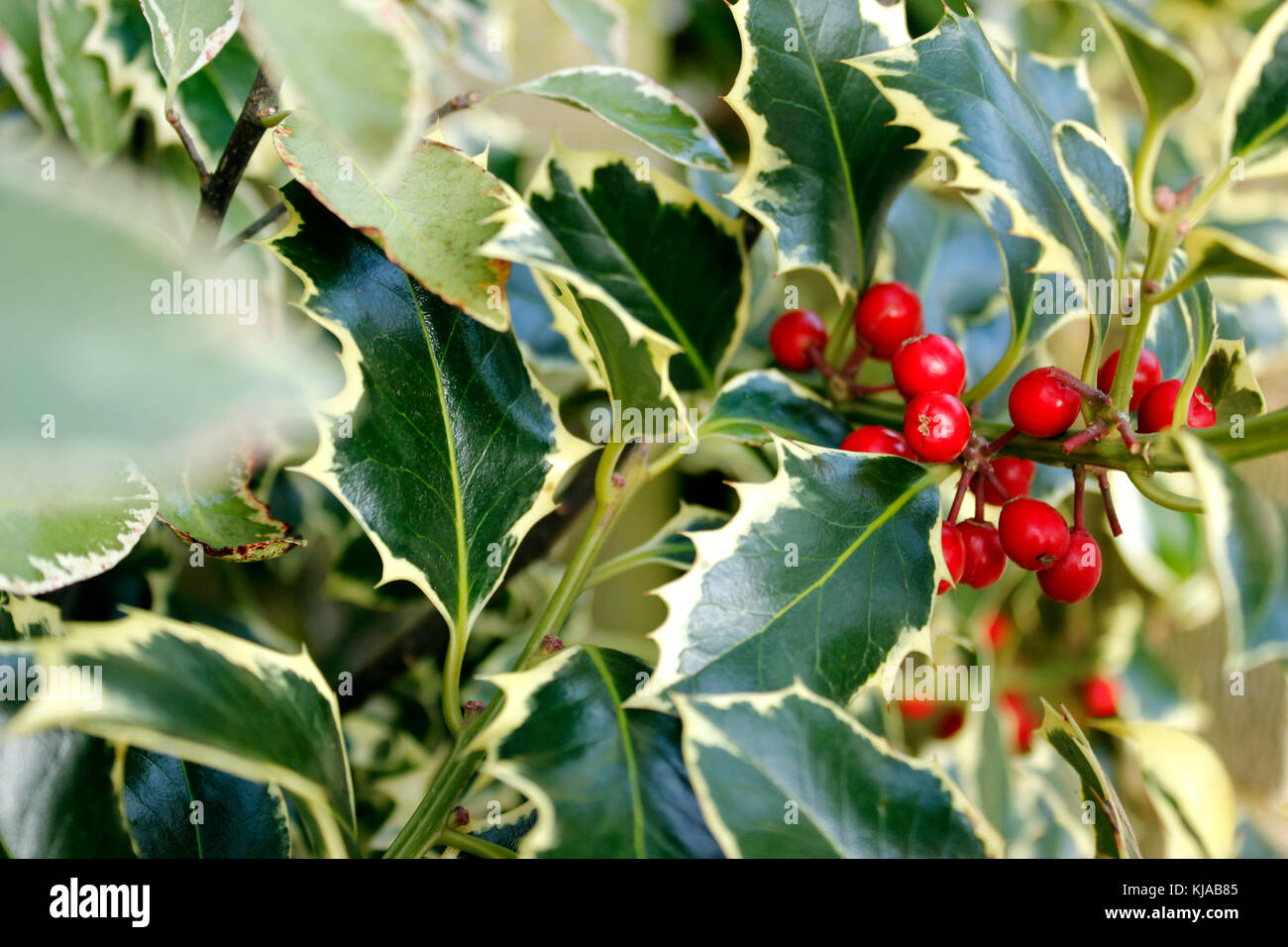 Variegated holly ilex aquifolium hi-res stock photography and images ...
