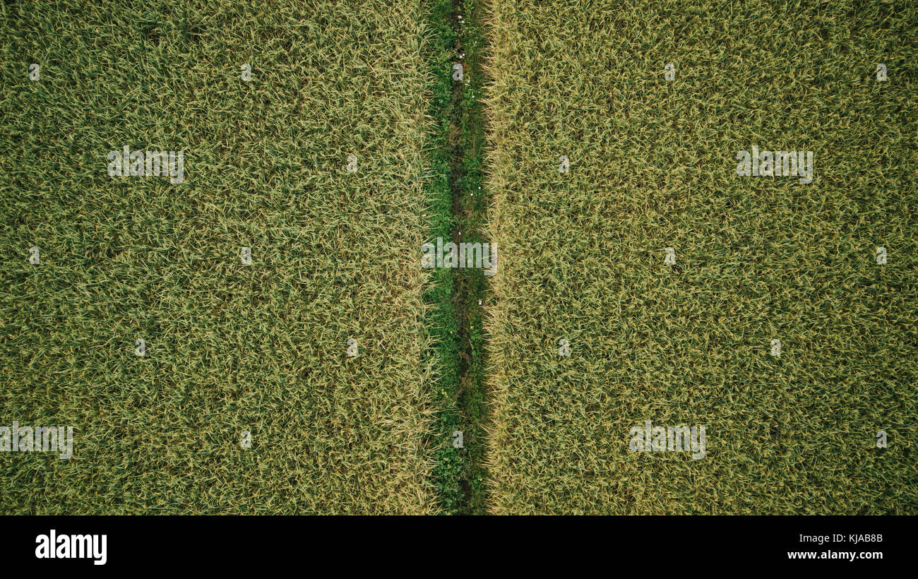 Drone photograph of rice fields in an asian country Stock Photo - Alamy
