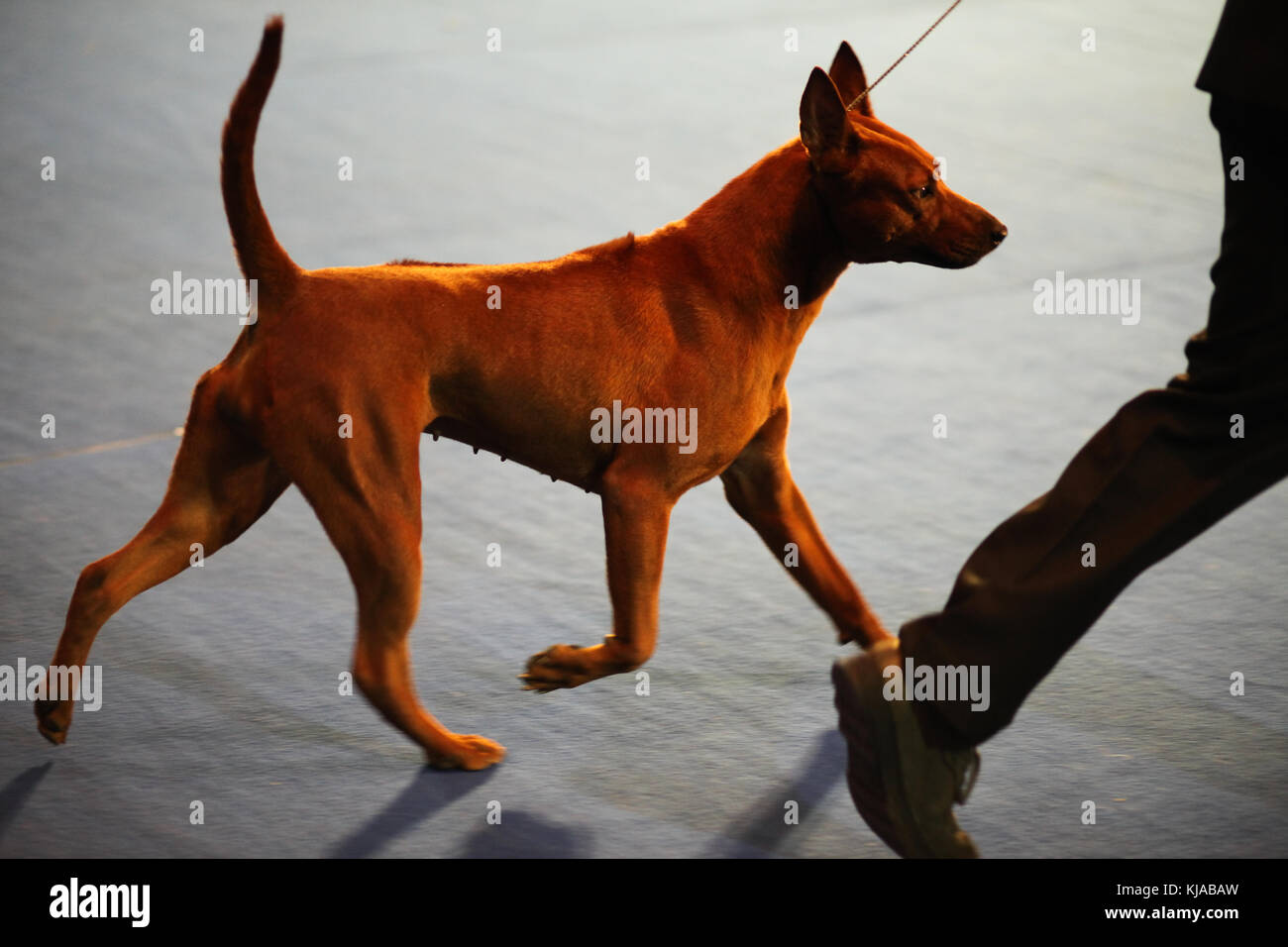Bangkok, Thailand. 22nd Nov, 2017. The compettition Thai Ridgeback Dog ...