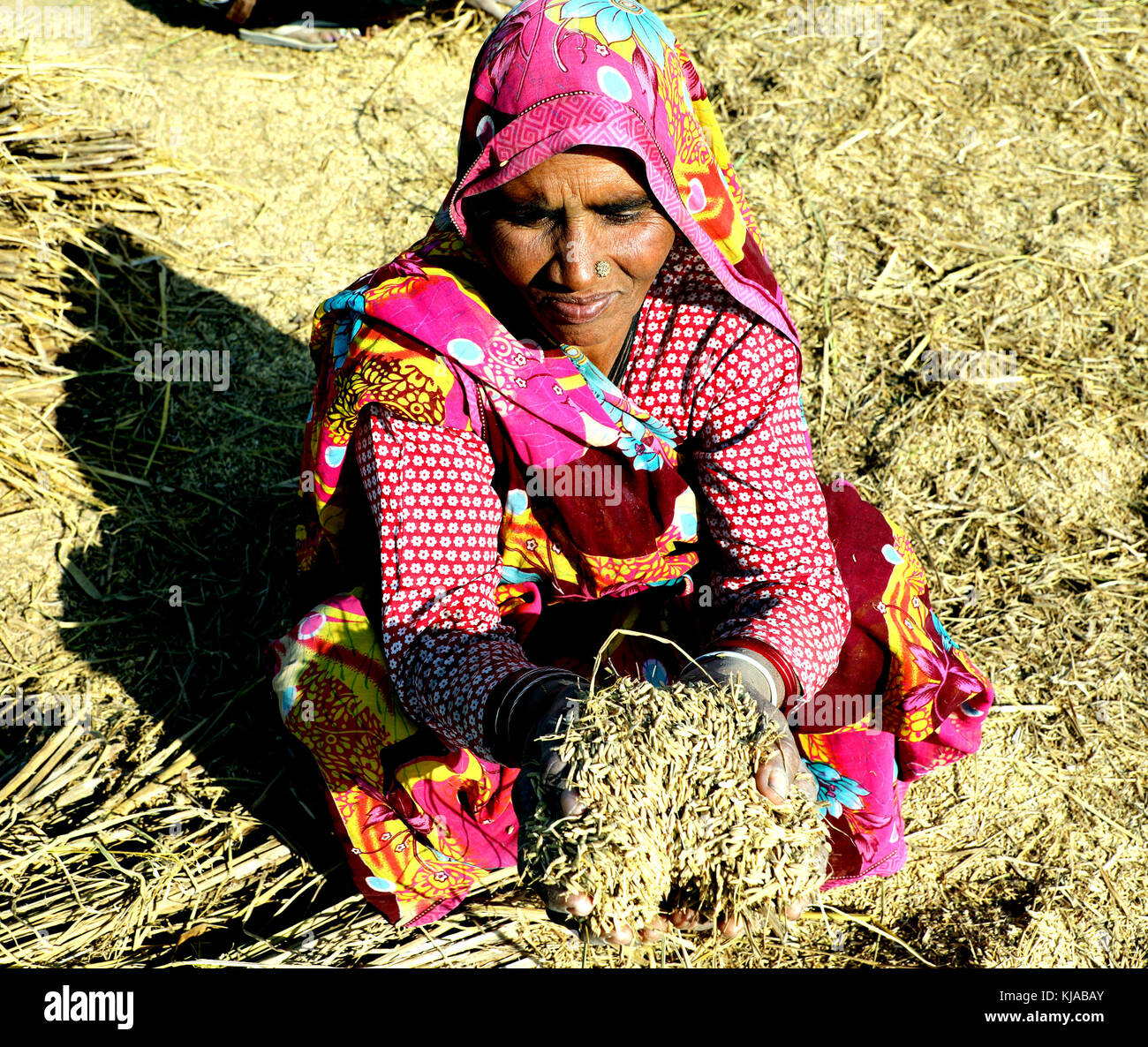 Jammu, India. 22nd Nov, 2017. An Indian woman works on the rice harvest ...