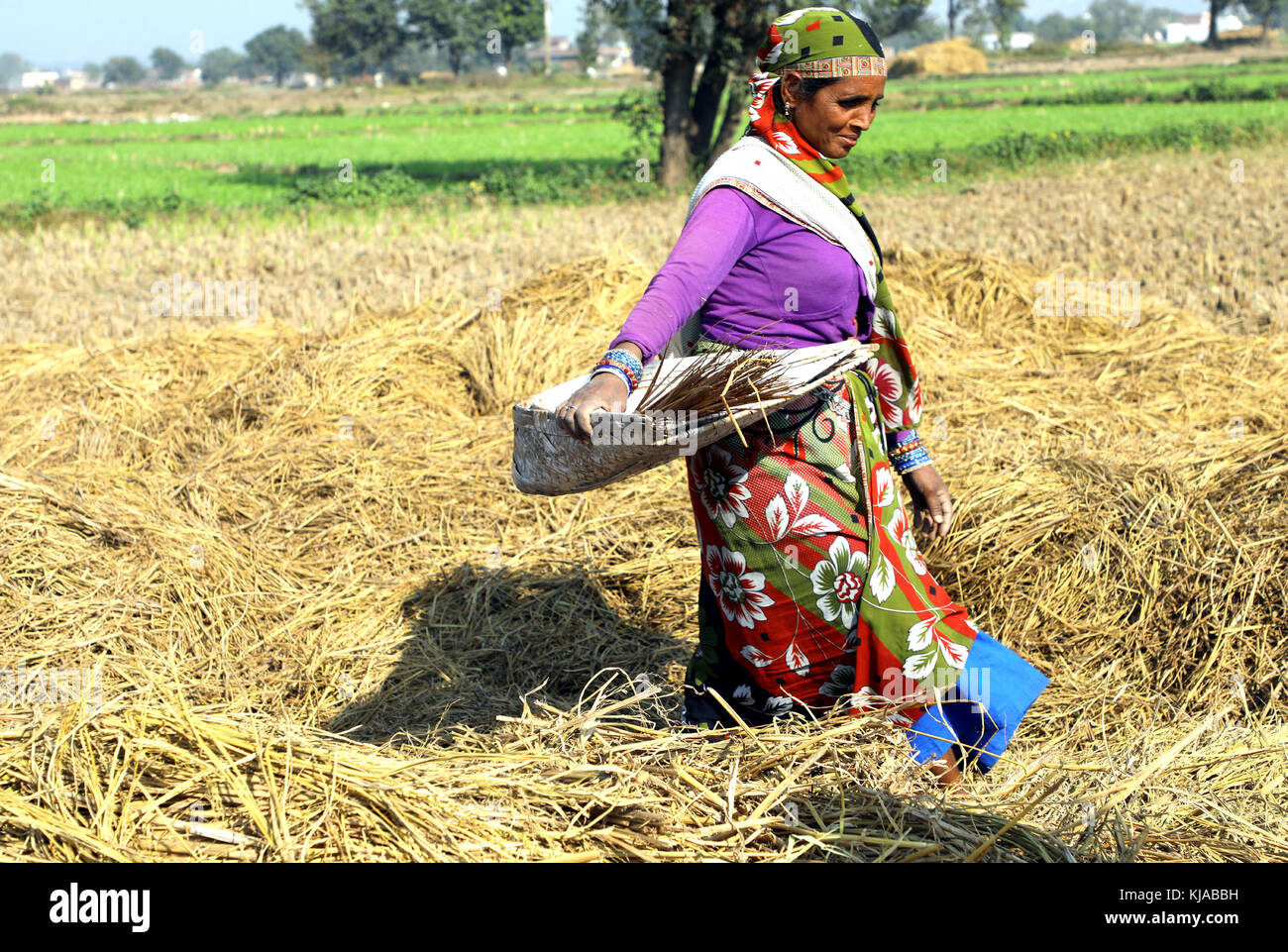 Jammu, India. 22nd Nov, 2017. An Indian woman works on the rice harvest ...
