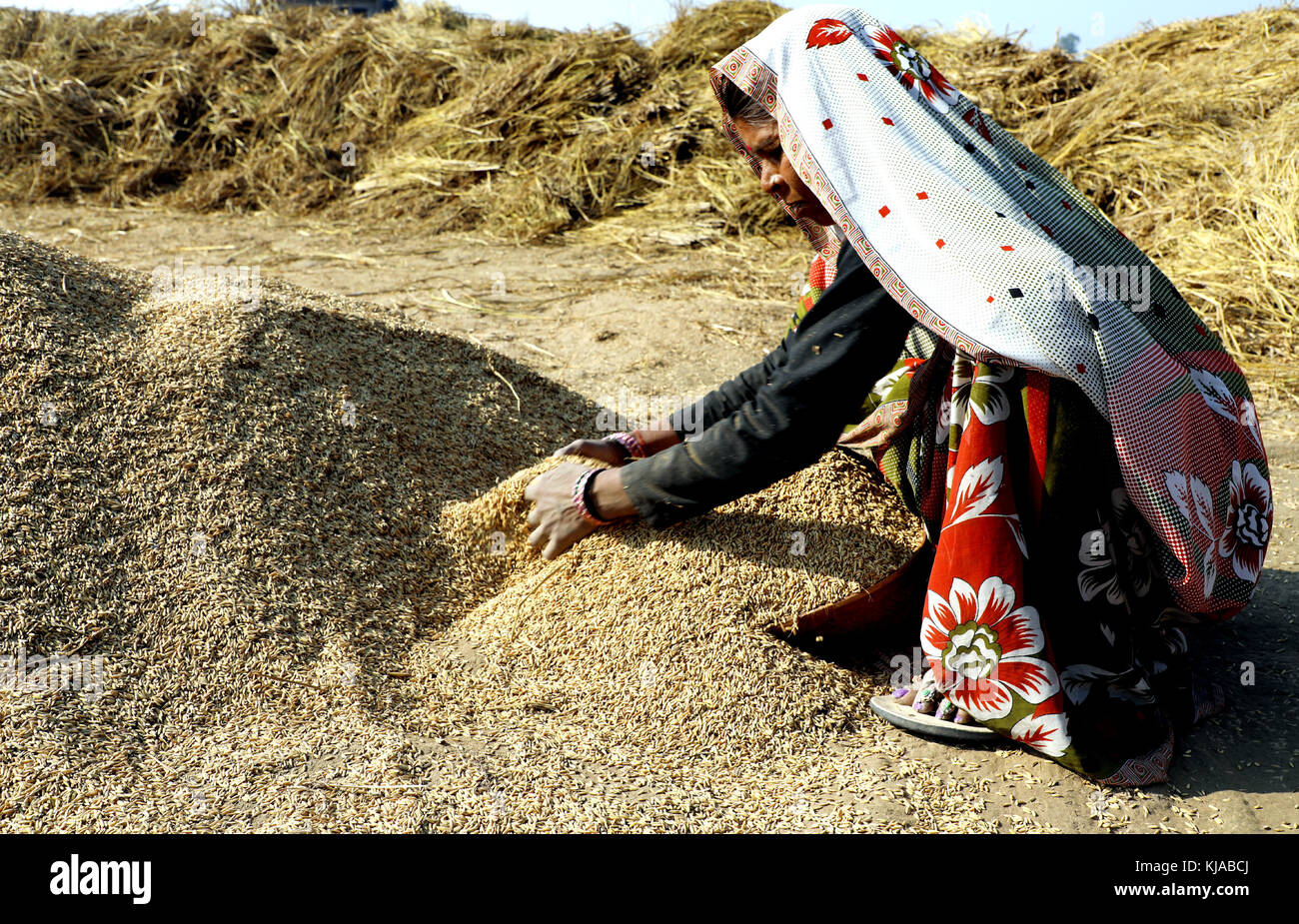 Jammu, India. 22nd Nov, 2017. An Indian woman works on the rice harvest ...