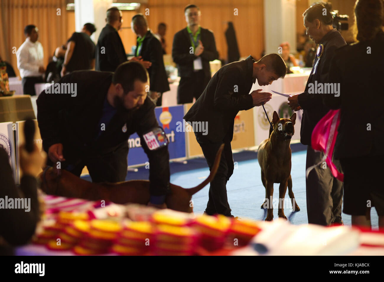 Bangkok, Thailand. 22nd Nov, 2017. The compettition Thai Ridgeback Dog ...