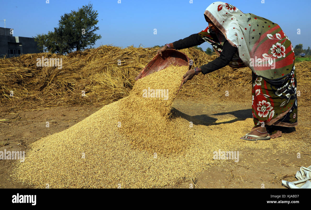 Jammu, India. 22nd Nov, 2017. An Indian woman works on the rice harvest ...