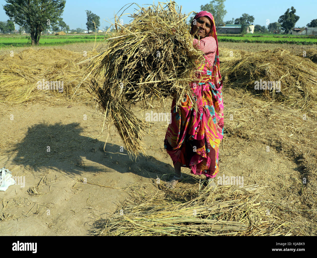 Jammu, India. 22nd Nov, 2017. An Indian woman works on the rice harvest ...