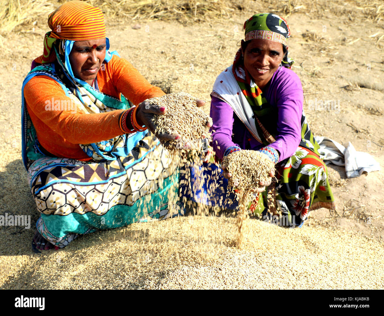 Jammu, India. 22nd Nov, 2017. An Indian woman works on the rice harvest ...
