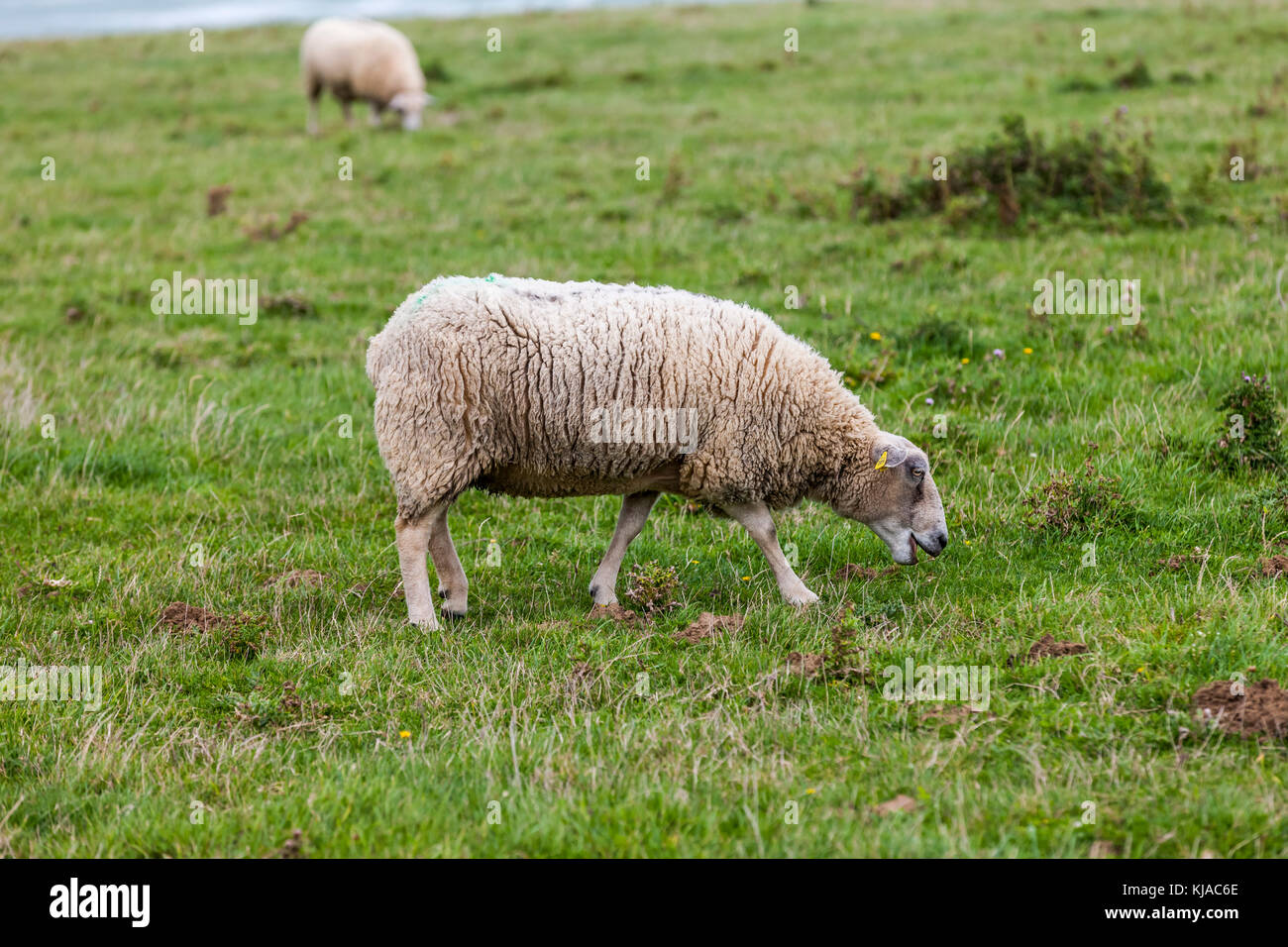 French rare breed sheep, Boulonnais grazing on Le Cap Gris Nez, France ...