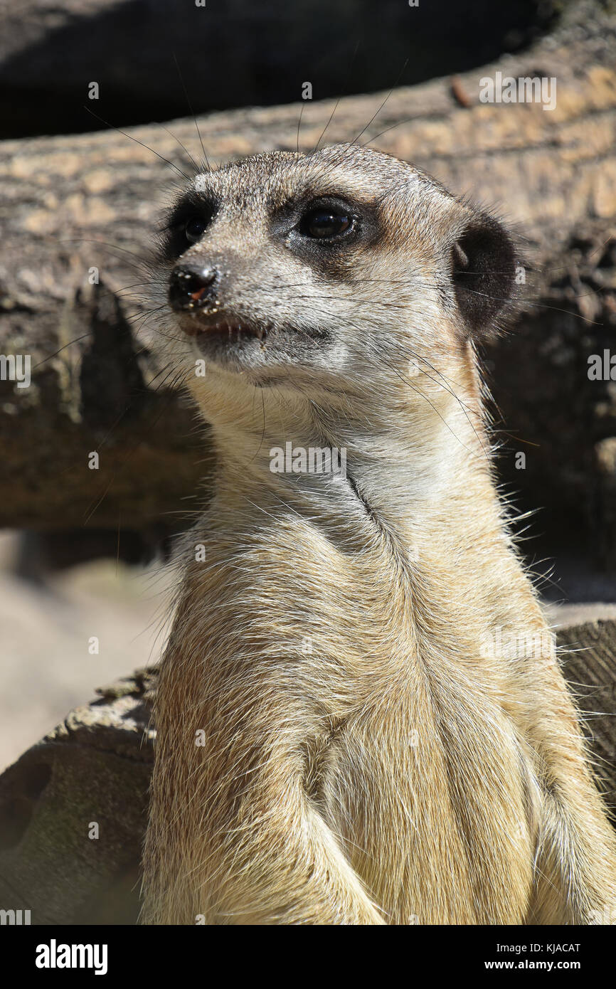 Close up front portrait of one meerkat looking away alerted, low angle ...