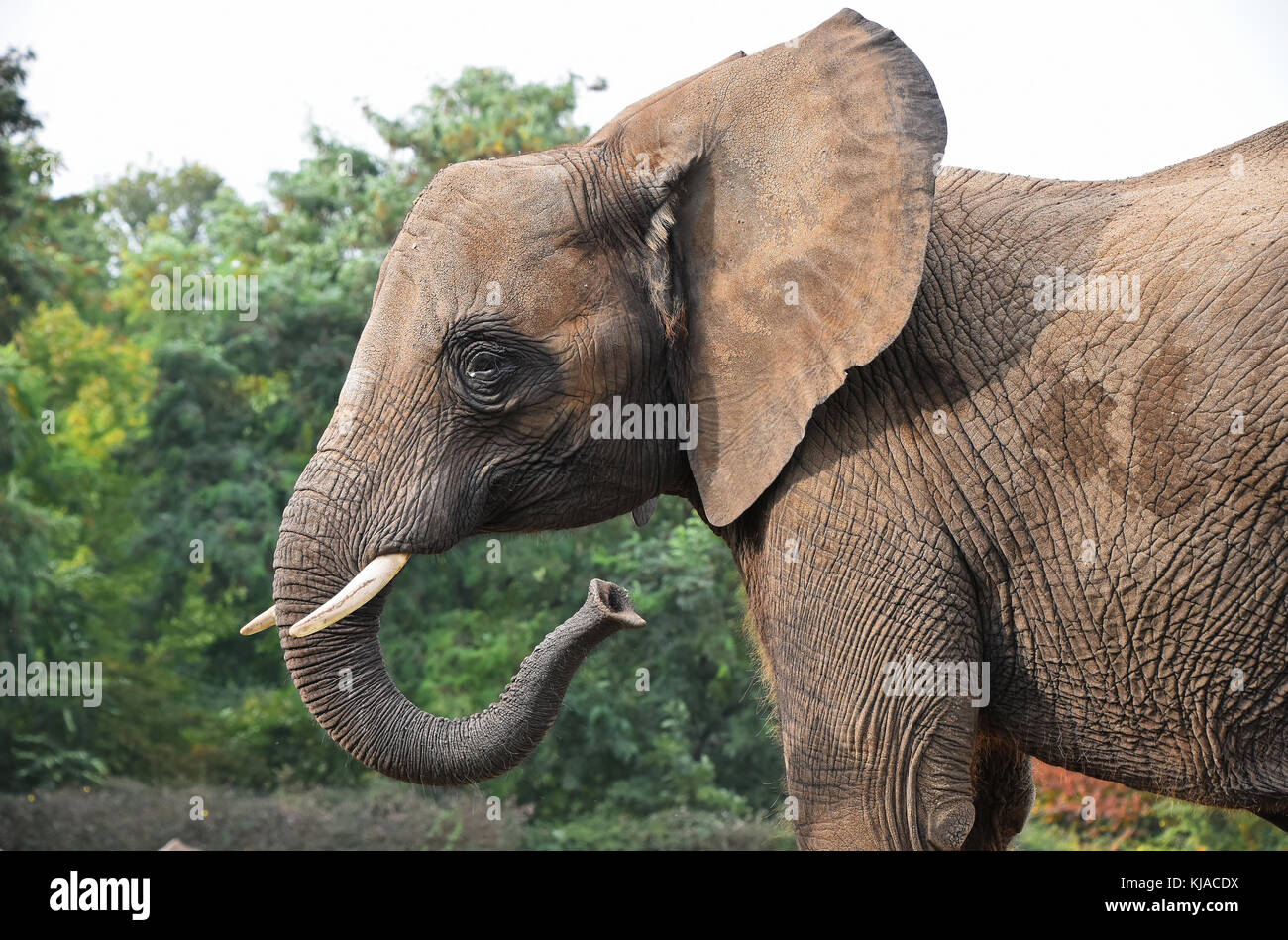 Close up side profile portrait of African elephant looking at camera ...