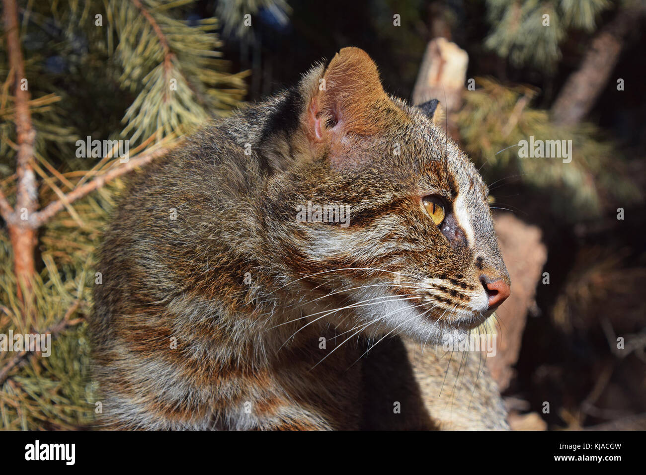 Side profile cat head hi-res stock photography and images - Alamy