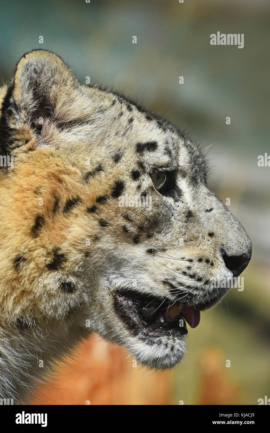 Close up side profile portrait of snow leopard (or ounce, Panthera ...