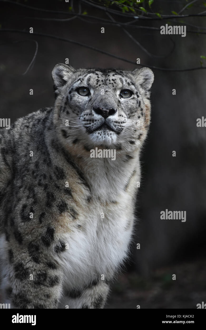 Close up portrait of one male snow leopard (or ounce, Panthera uncia ...