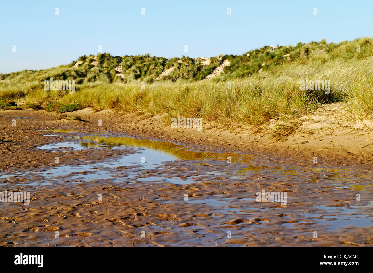 A view of tidal salt marsh on the landward side of sand dunes on the ...