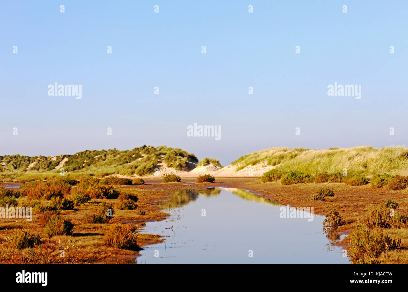 A view of tidal salt marsh on the landward side of sand dunes on the ...