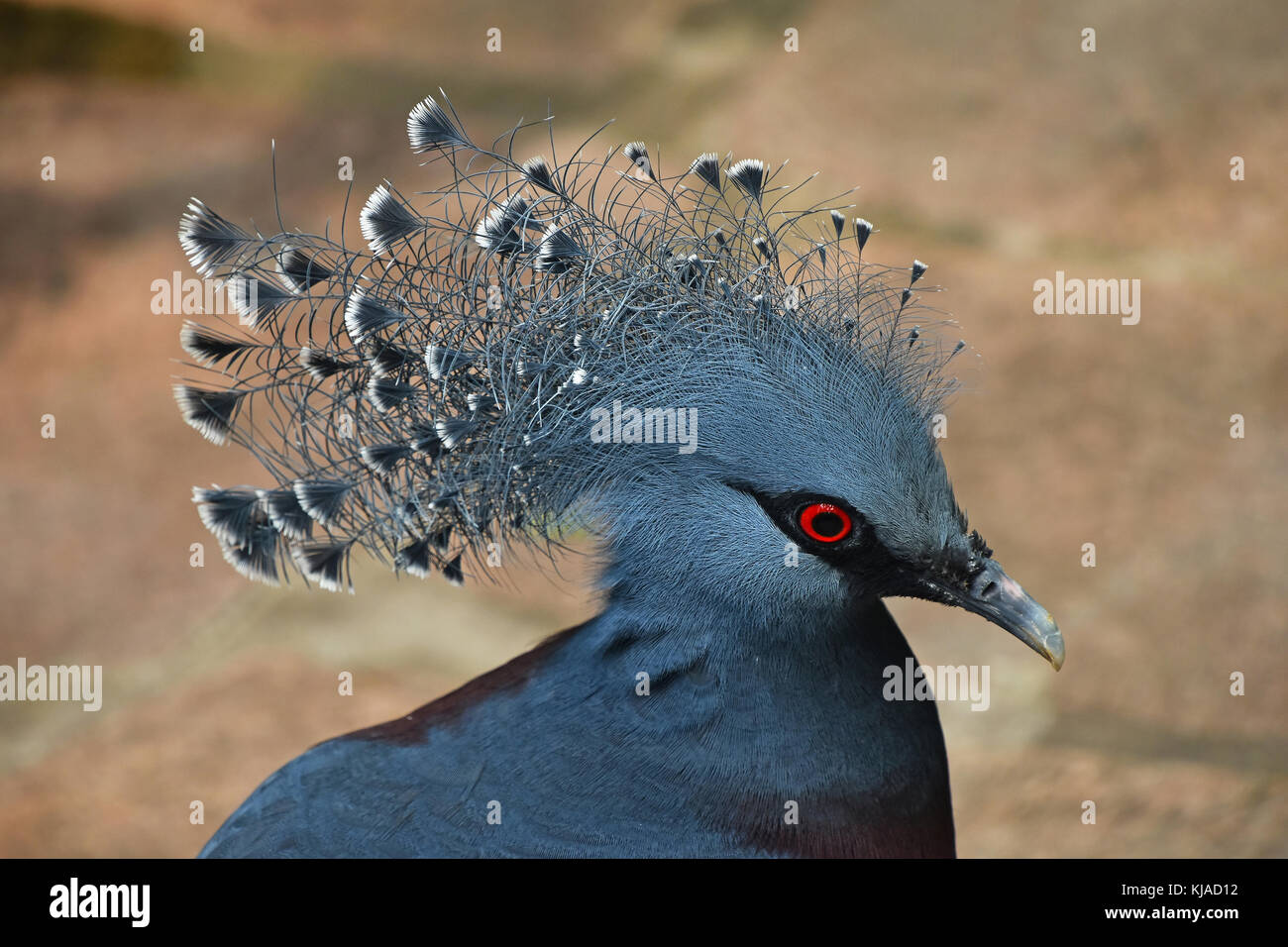 Close up side profile portrait of blue Victoria crowned pigeon (Goura ...