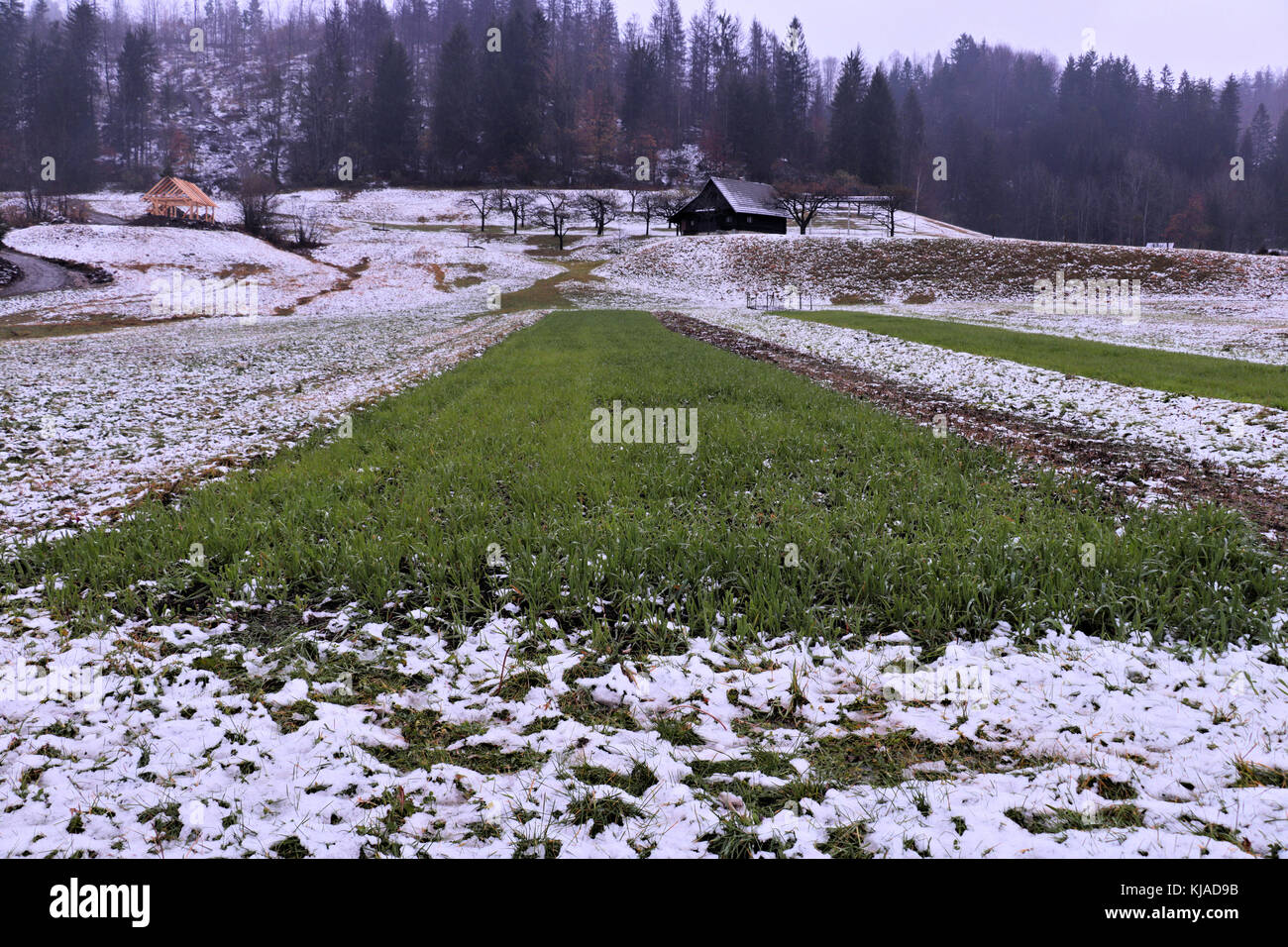 green grass field on a rainy day Stock Photo - Alamy