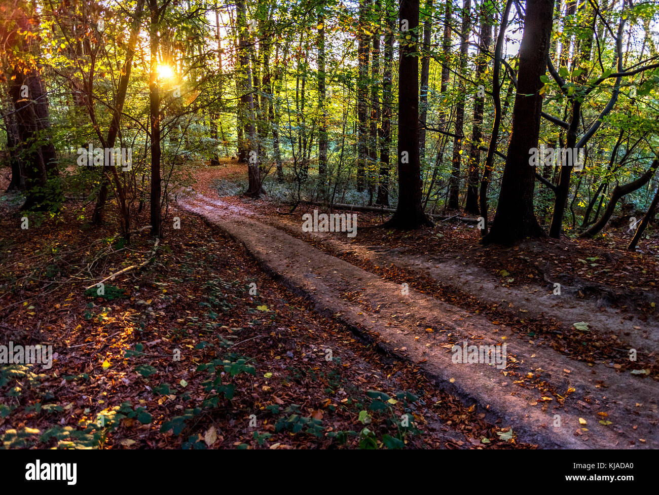 Forest path in afternoon sun, autumn, Germany Stock Photo - Alamy