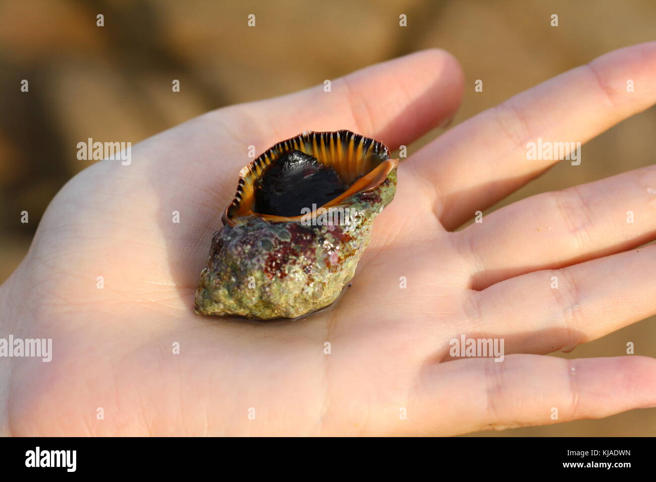 A living seashell held in the hand palm, just taken right out of sea ...
