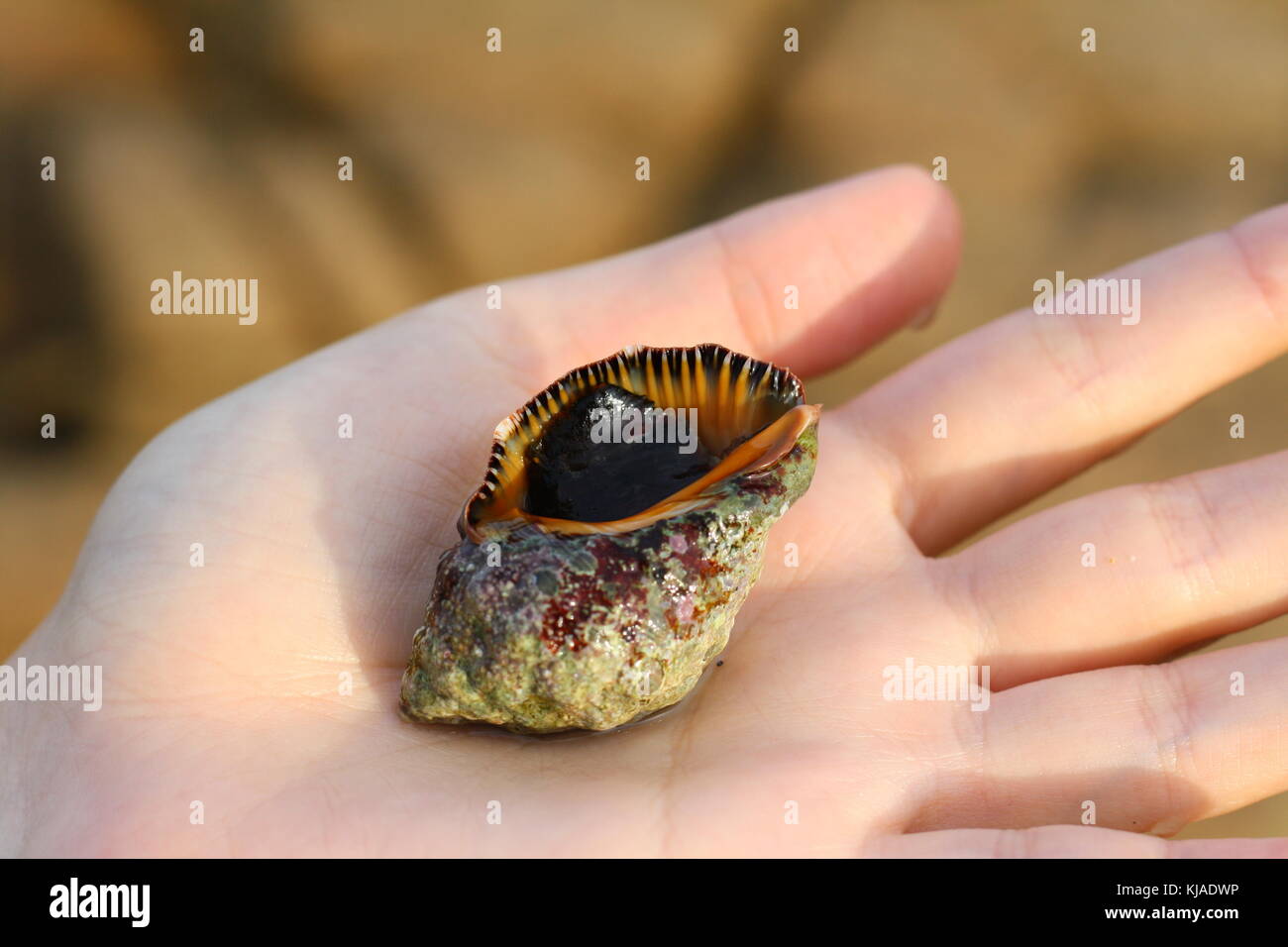 A living seashell held in the hand palm, just taken right out of sea ...