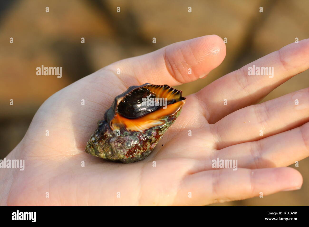 A living seashell held in the hand palm, just taken right out of sea ...