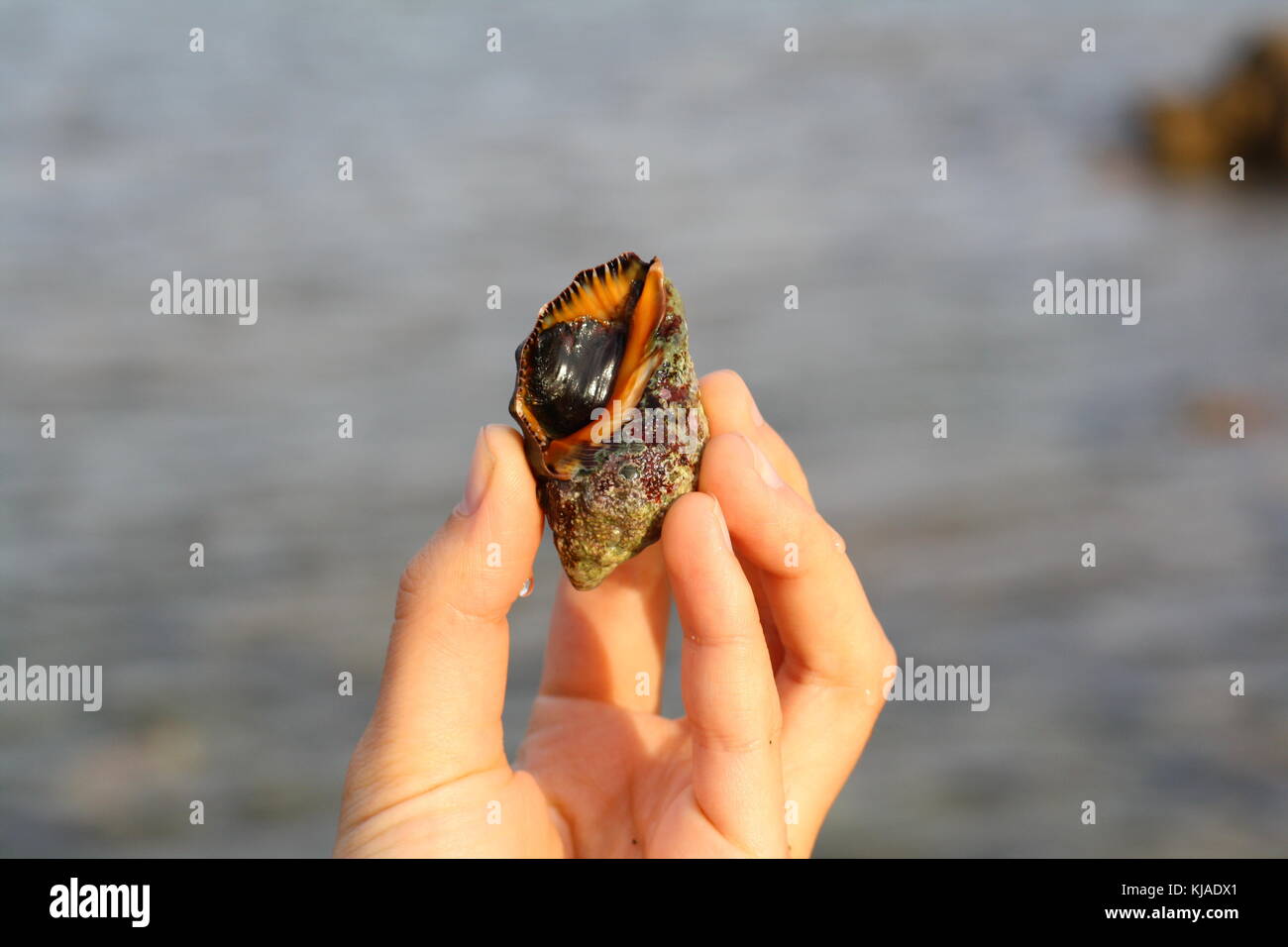 A living murex family seashell hand, taken out of sea water Stock Photo ...