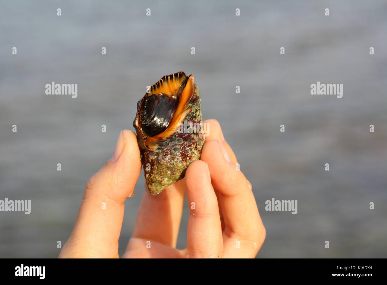 Family of gastropods hi-res stock photography and images - Alamy
