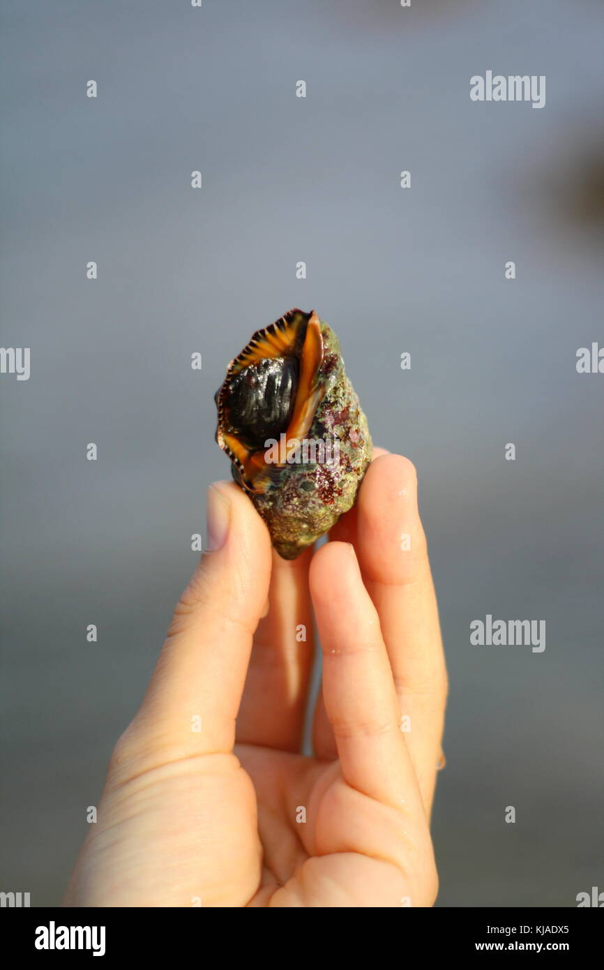 Murex hi-res stock photography and images - Alamy