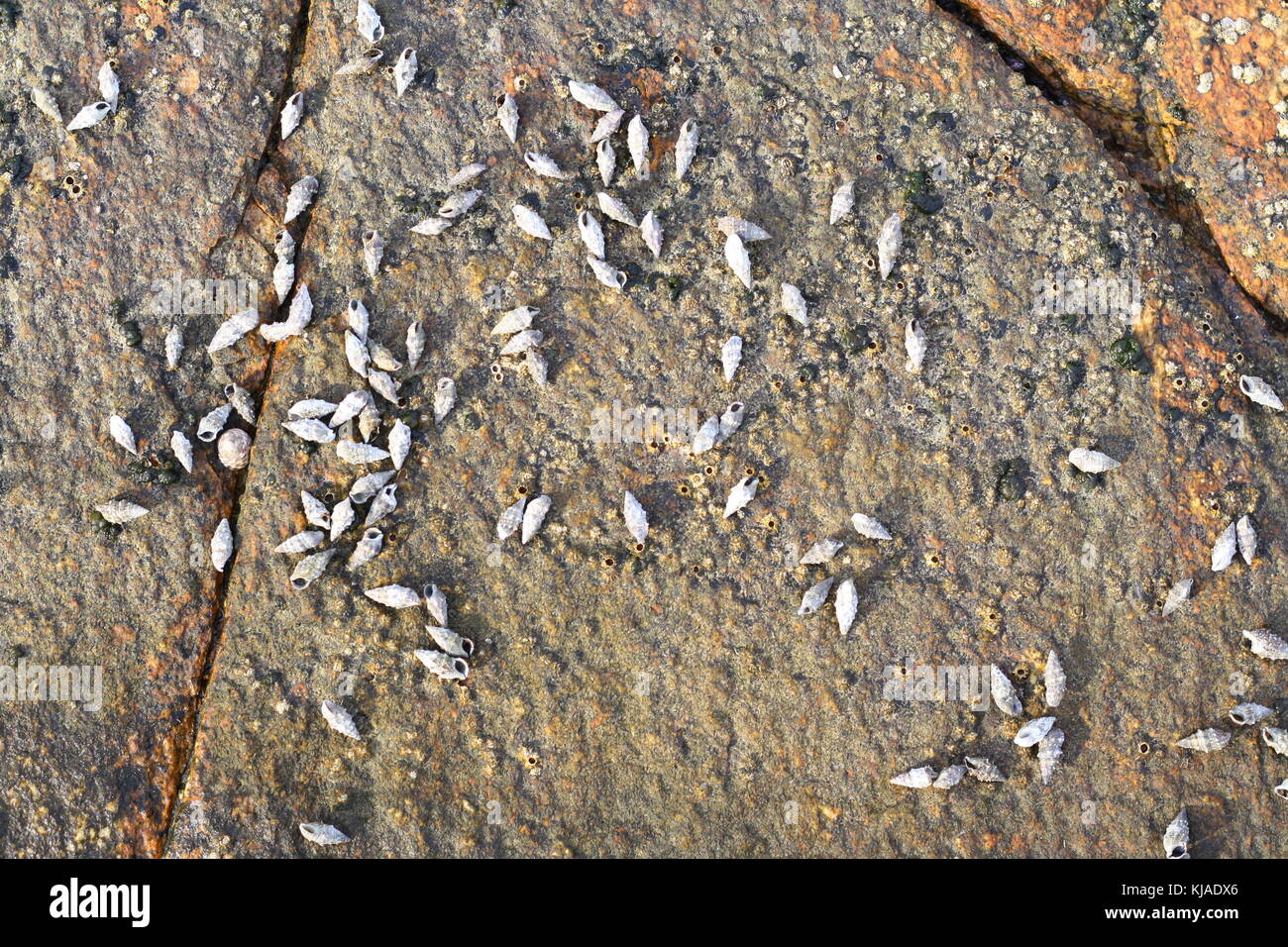 Several white cerith type sea shells living on a rock at the seaside ...