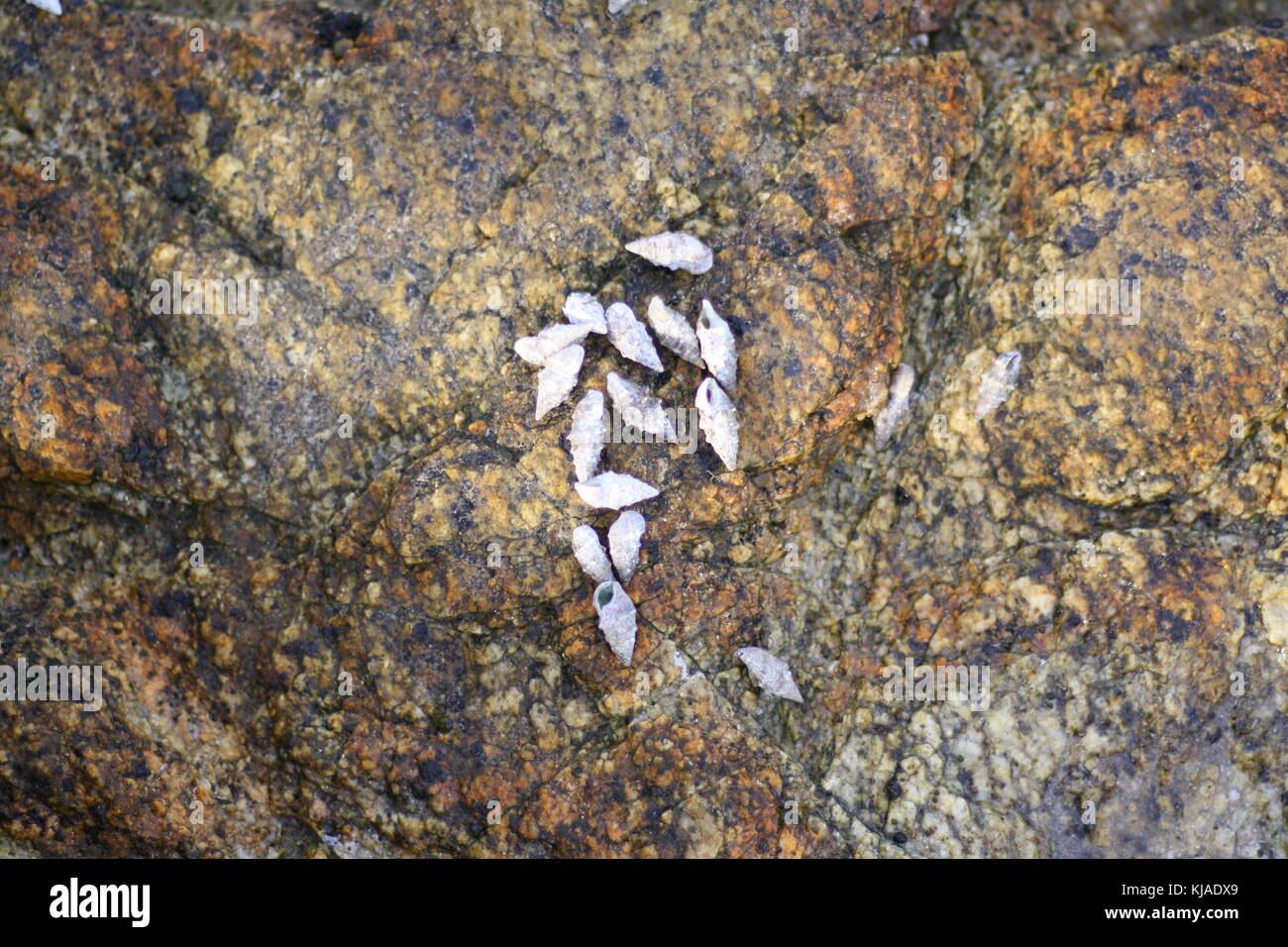 Several white cerith type sea shells living on a rock at the seaside ...