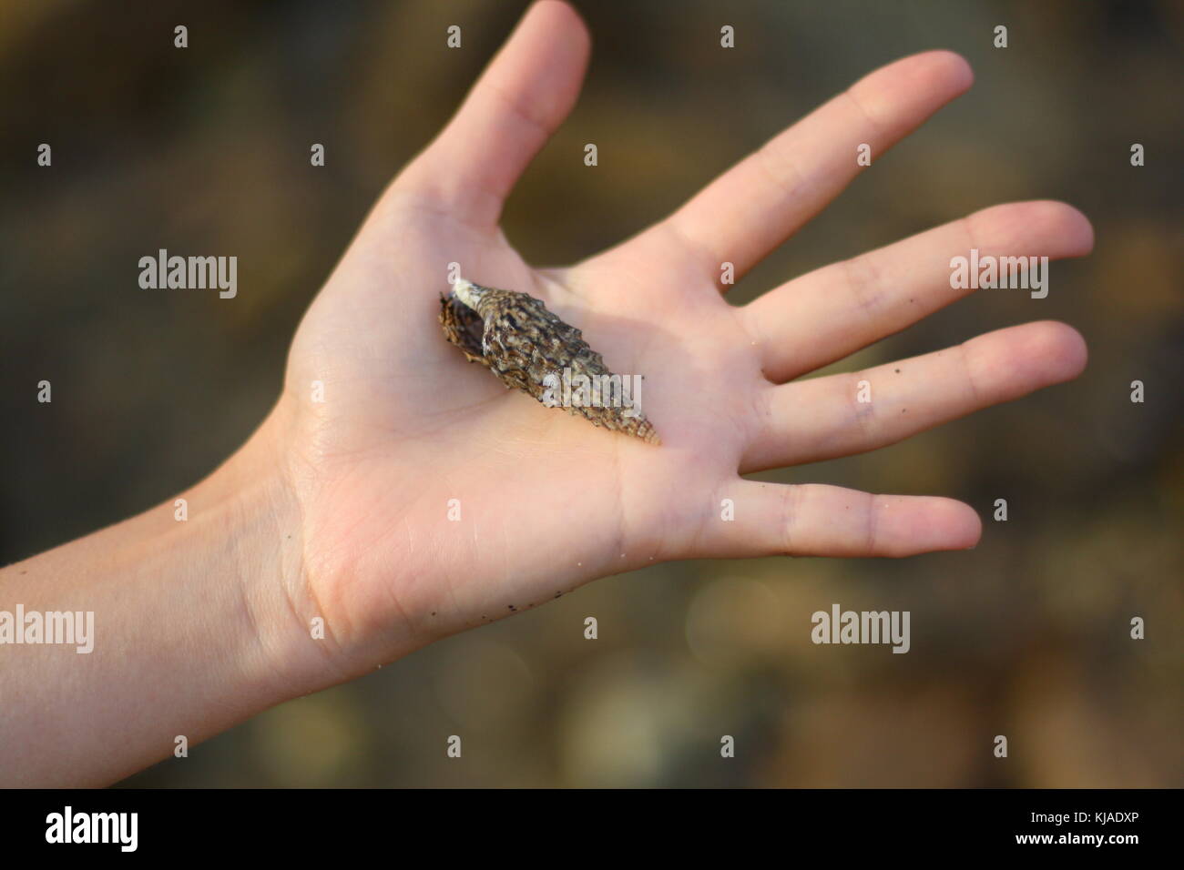 A small dark cerith sea shell in hand Stock Photo - Alamy
