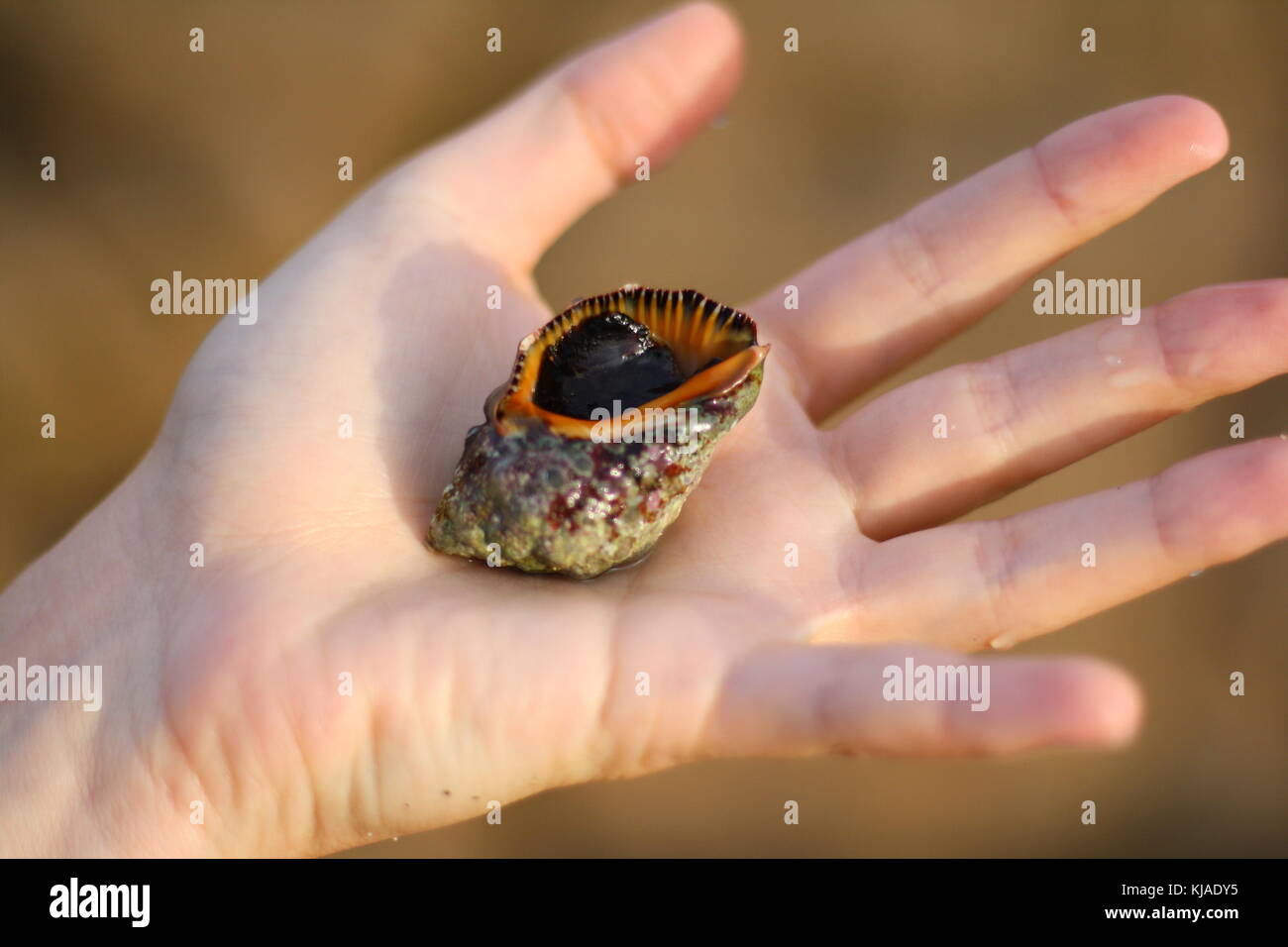A living seashell held in the hand palm, just taken right out of sea ...