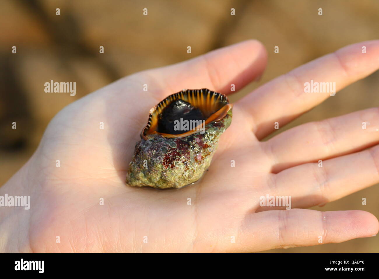 A living seashell held in the hand palm, just taken right out of sea ...